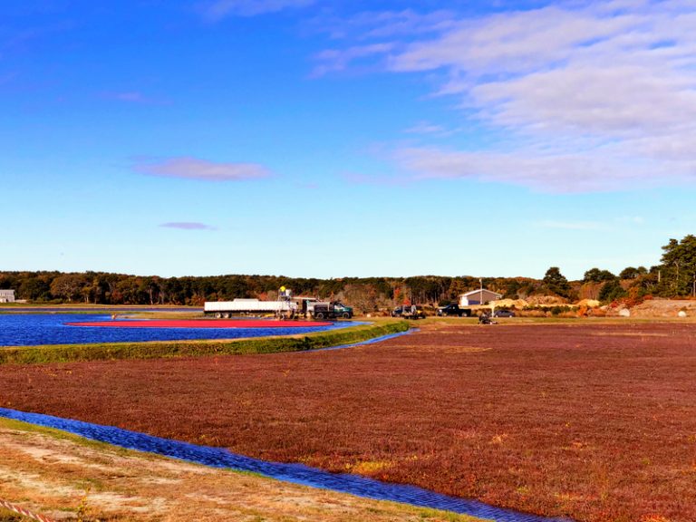 Top 15+ Things To Do on Cape Cod With Kids They'll Love! - Bon Voyage ...